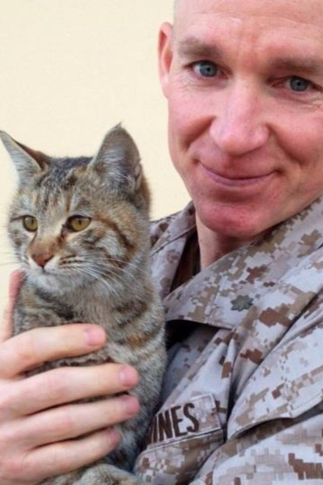 How a war orphaned Afghanistan stray kitty won the heart of a U.S ...