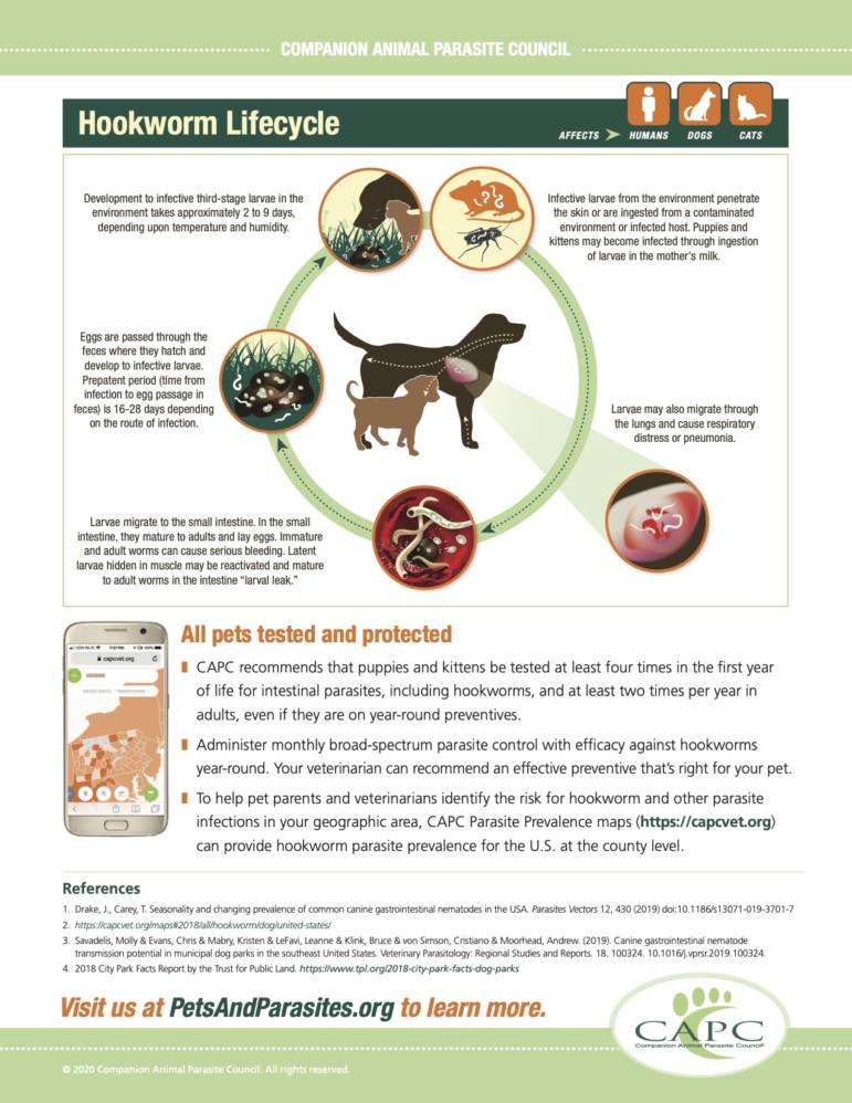 Hookworm Facts Life Cycle Picture Treatment Worm Recovered From Young