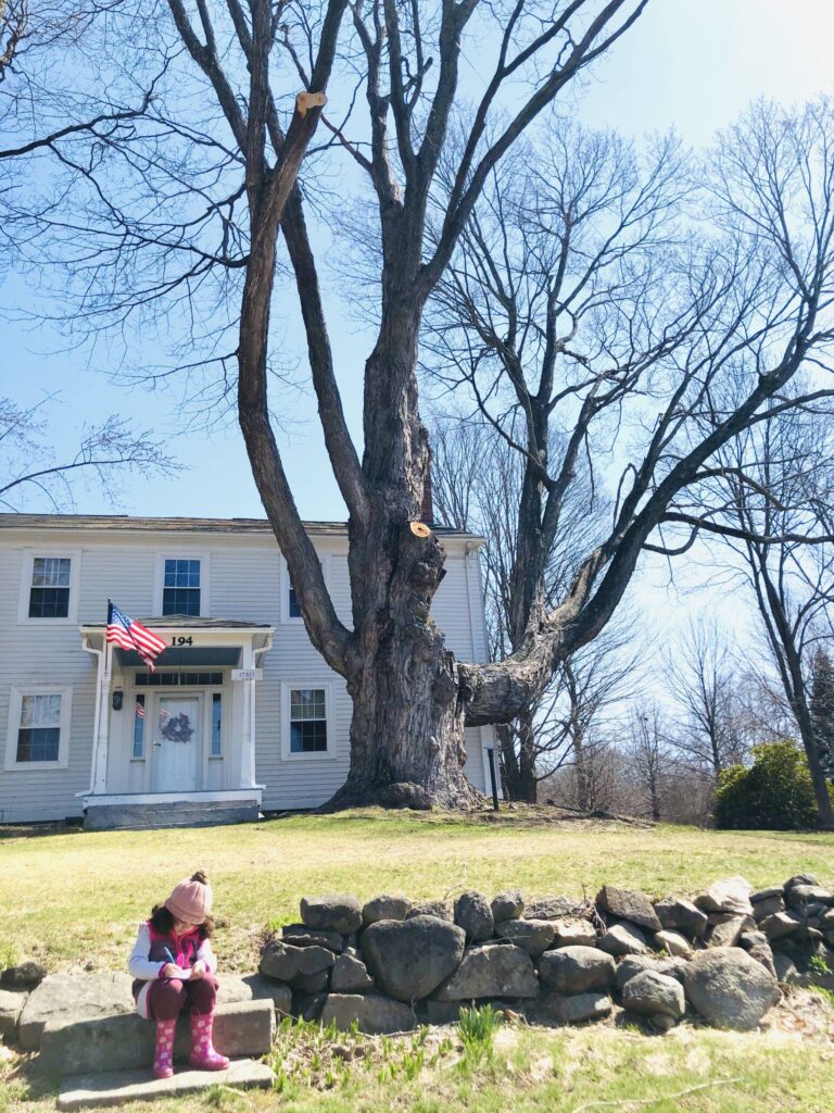 Tree of Long Life: We make one last visit to the oldest sugar maple ...