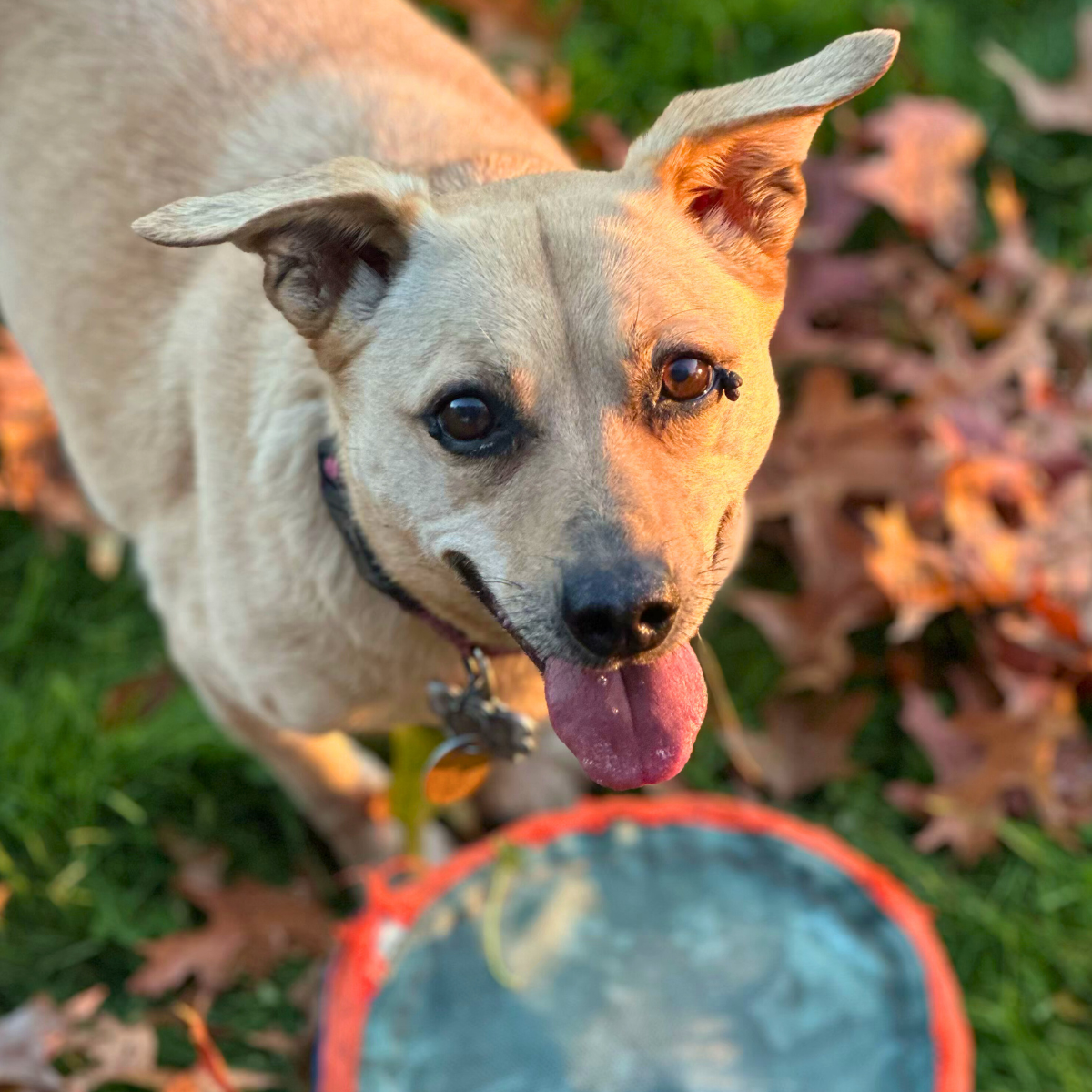Tuley Houghton, 12, crosses the Rainbow Bridge - Manchester Ink Link