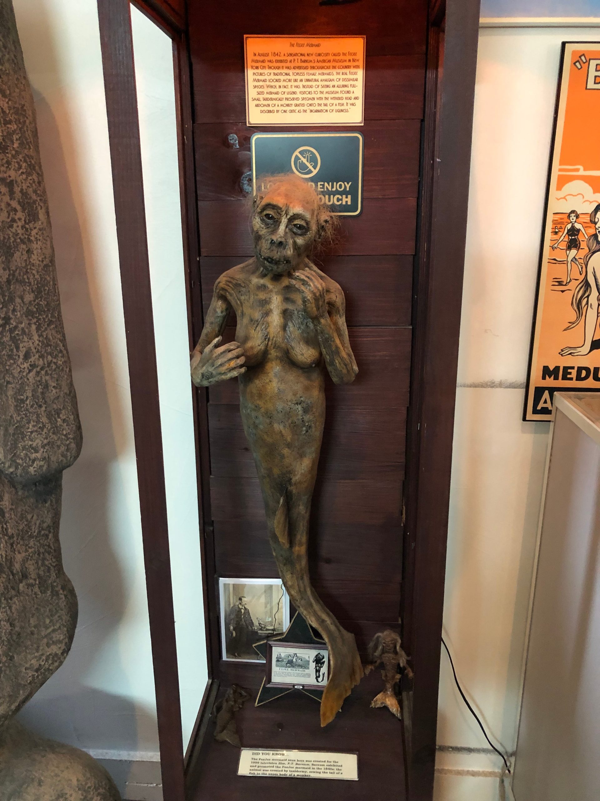 Real Mermaid Body Found 2024