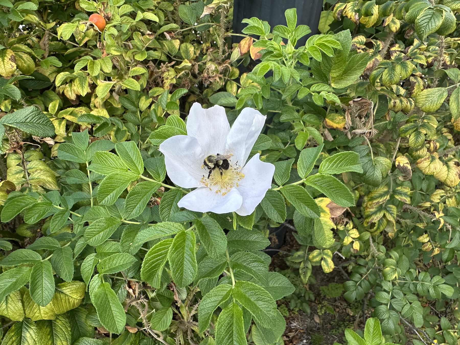 Can farmers, conservationists, and lawmakers work together to address ...