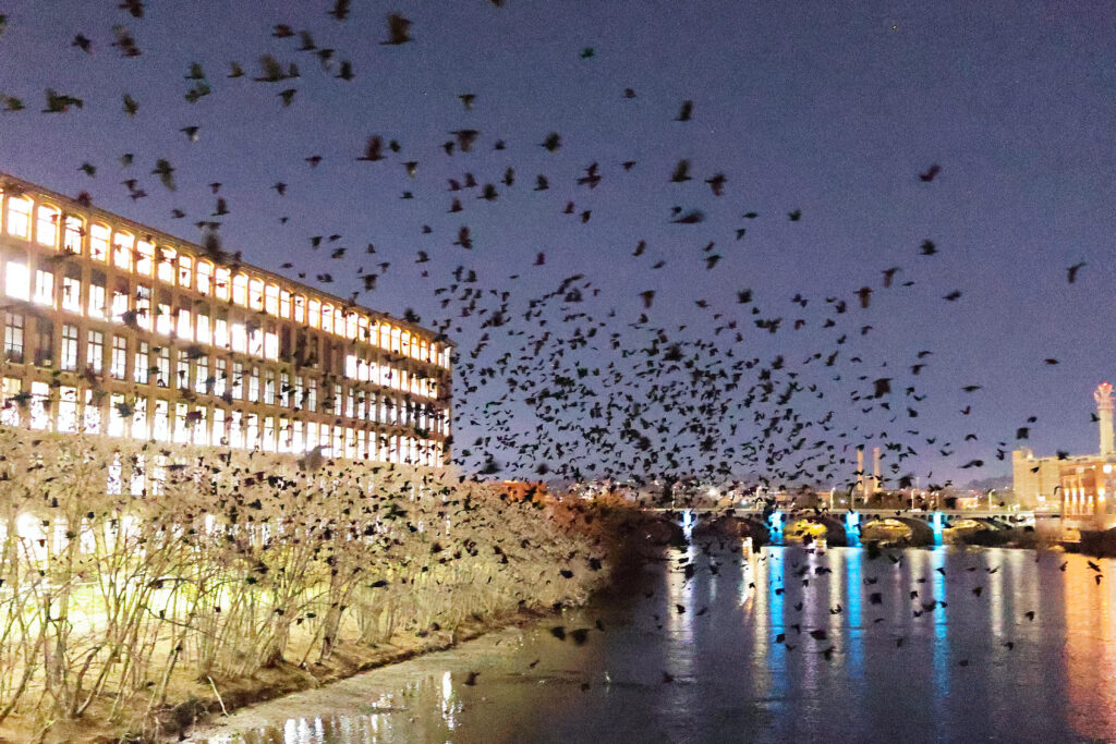 'Crow Patrol' comes to Manchester - Manchester Ink Link